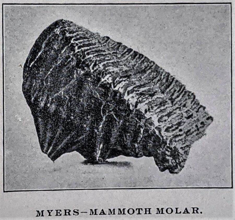 Mammoths and mastodons roamed county, historian says | News, Sports ...